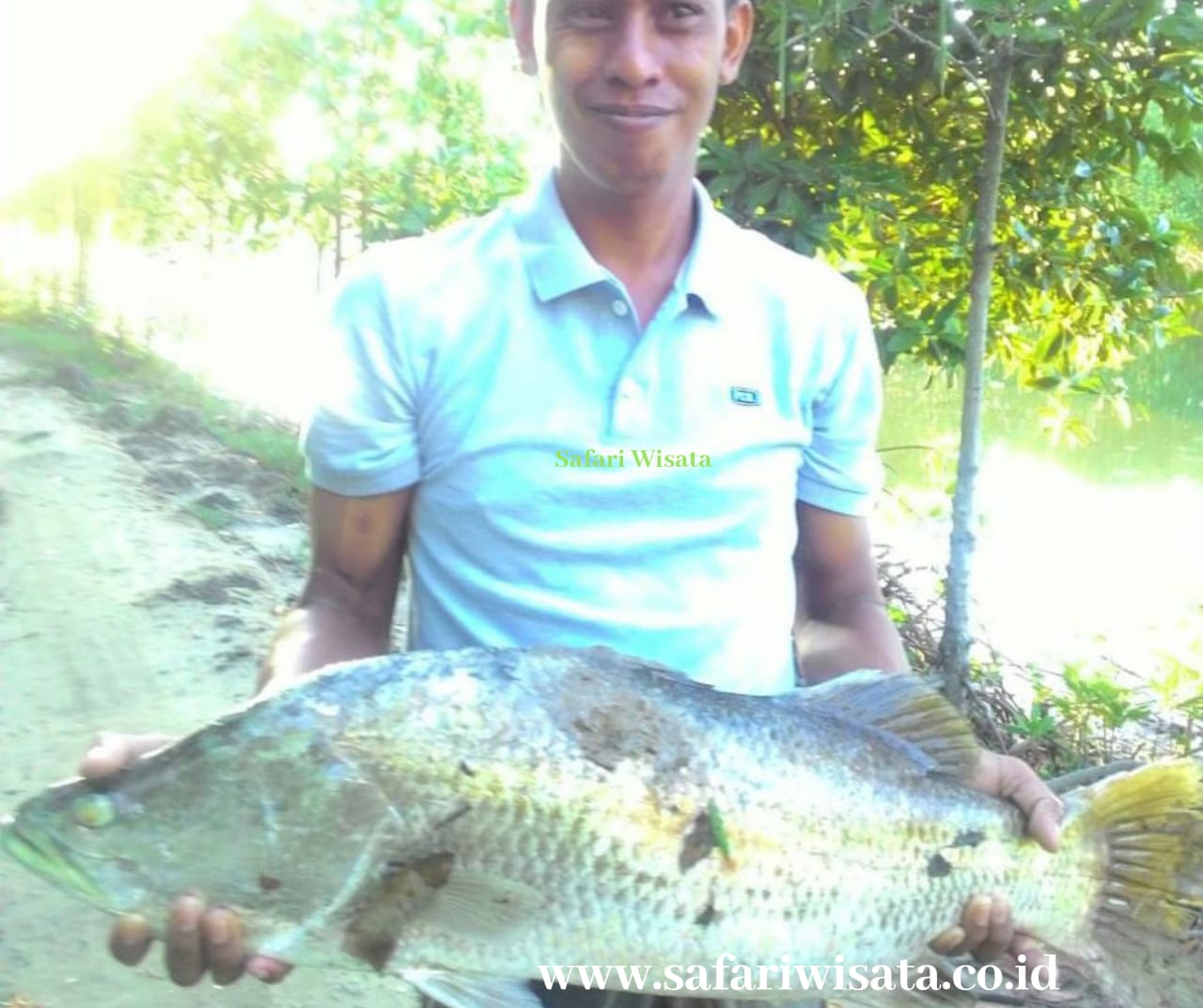 12 Ikan target mancing mania di Aceh Indonesia – Laut Lepas & Air Tawar ...