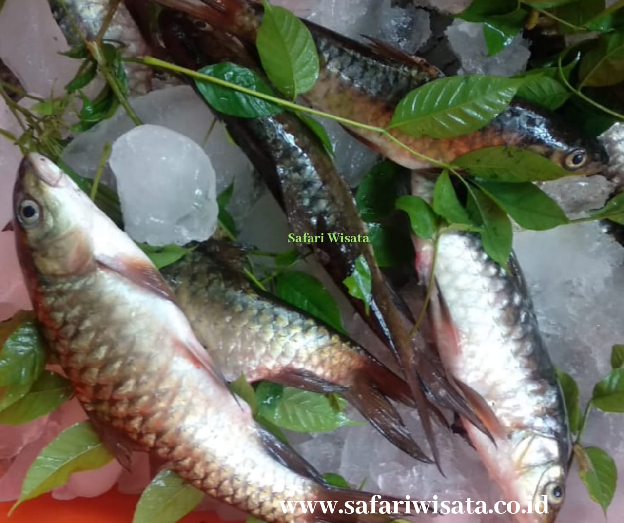 Spot Mancing Mahseer di Sungai Aceh - Mancing Mania Ikan Kerling ...