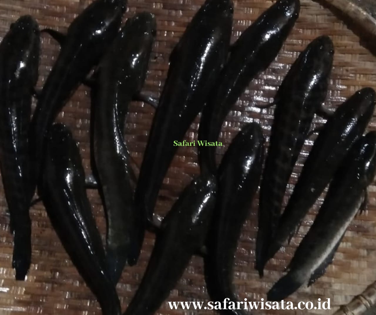 (Video & Picture) Spot Mancing Ikan Gabus Aceh Indonesia: Gabus, Toman ...