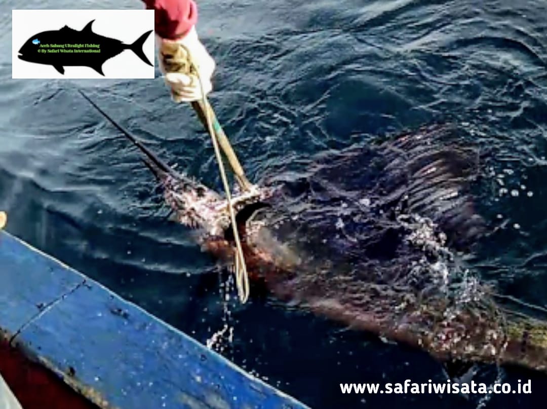 (Sailfish) Ikan Layaran di Ultralight – Tantangan Mancing Ikan Besar ...