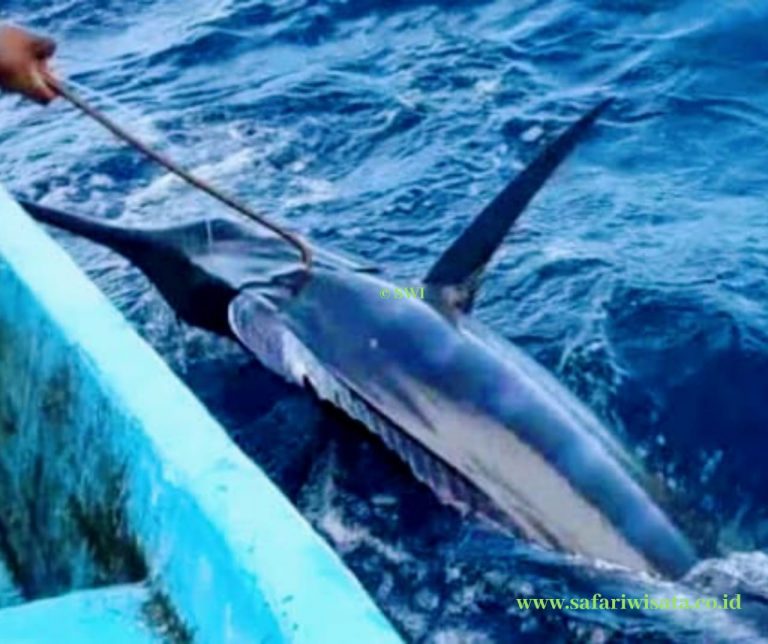 25 Spot Mancing di Indonesia Terbaik – Tempat & Lokasi Trip Mancing ...