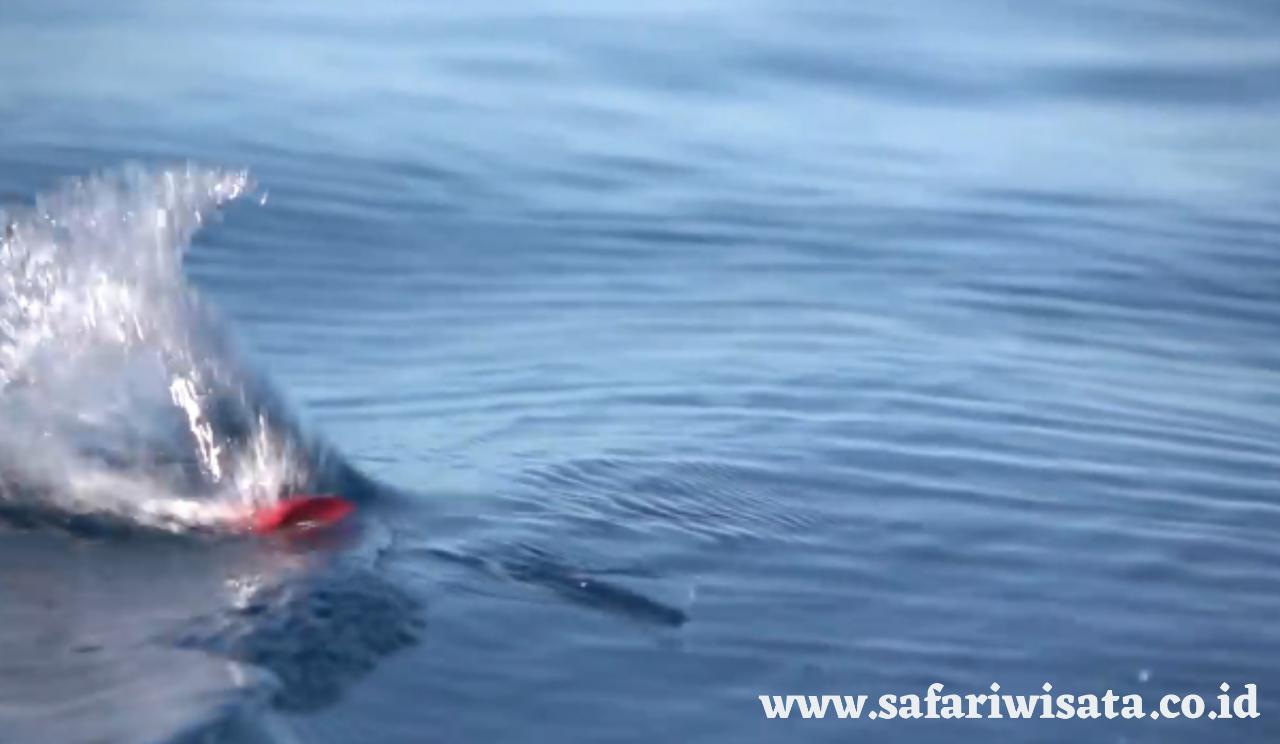 Teknik Mancing Popping: Setup Memancing GT Popping - Safari Wisata ...