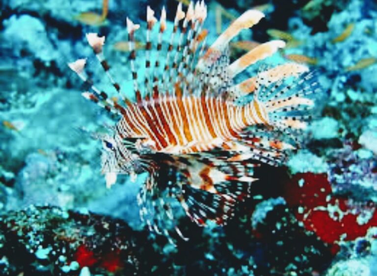 Pantai Iboih Sabang Pulau Weh: Destinasi Utama Wisata Bahari Sabang ...