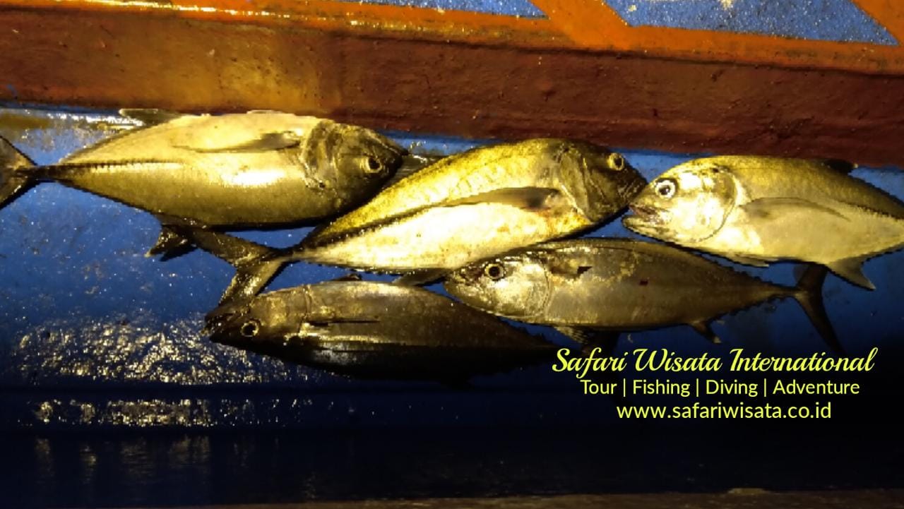 Teknik Mancing di Indonesia: Cara Mancing di Laut, Sungai, Rawa ...