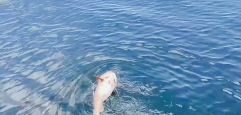 Spot Mancing di Jakarta - Tempat Pemancingan, Paket, & Trip Mancing ...