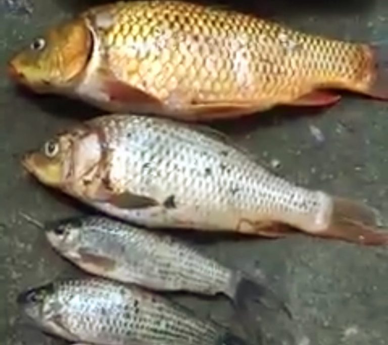 Spot Mancing di Danau Buyan Bali, Tempat & Umpan Mancing Jitu di Danau ...